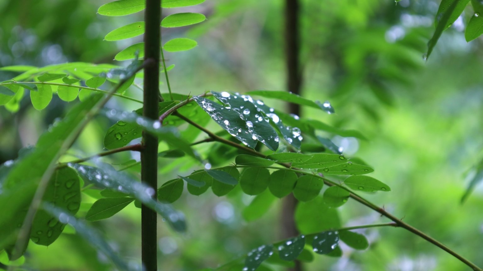 How to Plant, Grow, and Care for Indigo: The Plant World's Natural Blue Dye