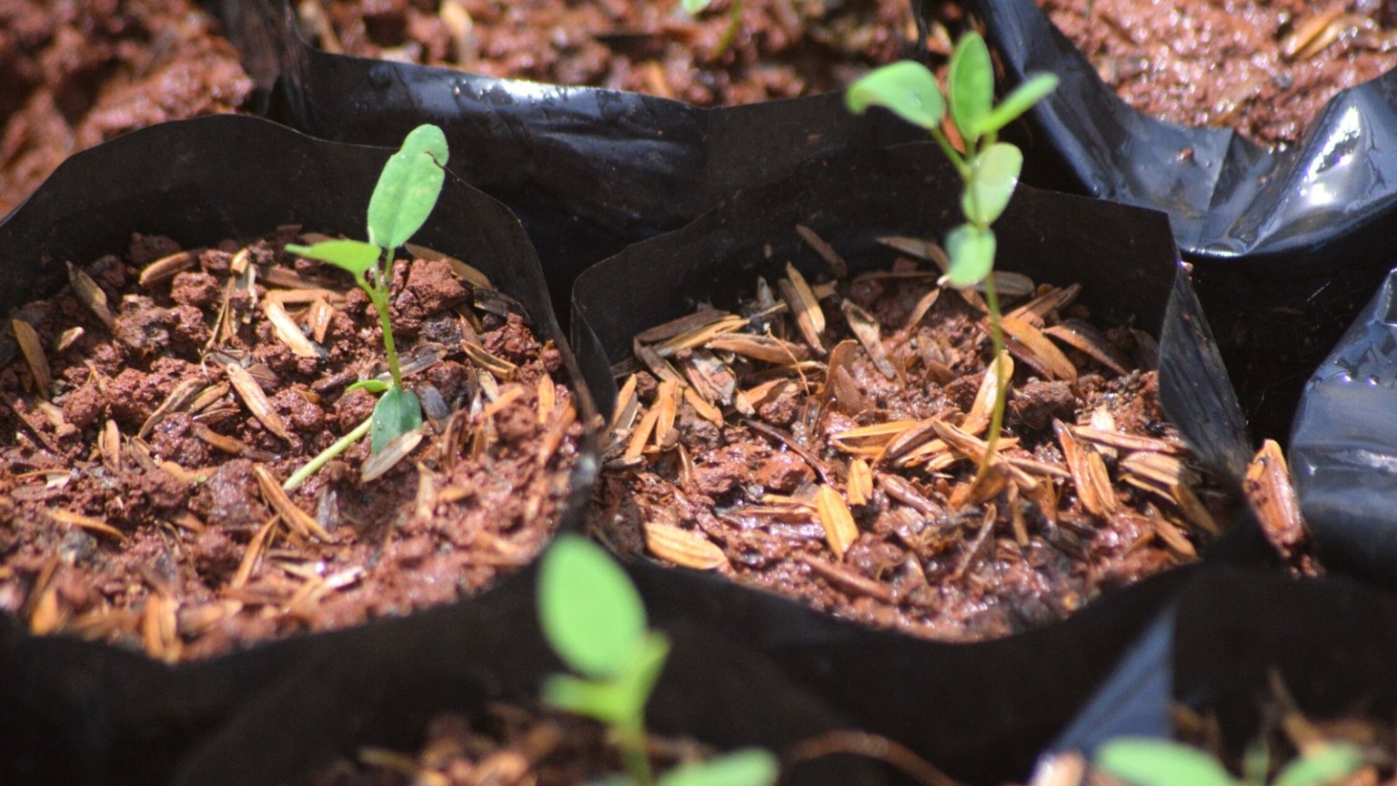 How to Plant, Grow, and Care for Indigo: The Plant World's Natural Blue Dye