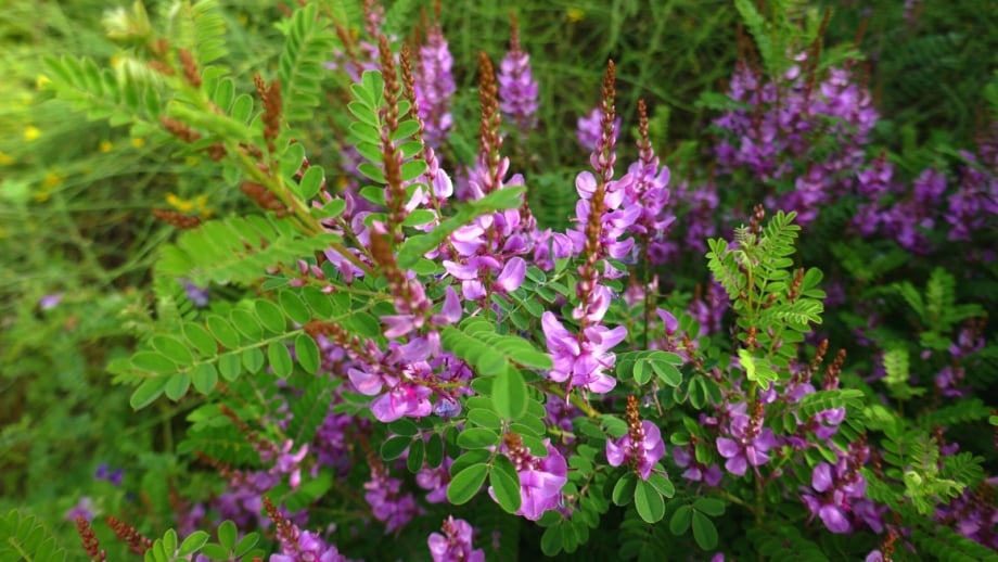 How to Plant, Grow, and Care for Indigo: The Plant World's Natural Blue Dye