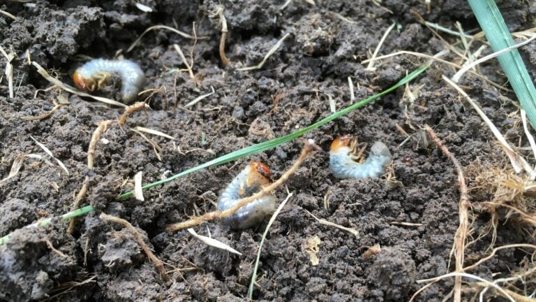 How to Identify and Control Japanese Beetles