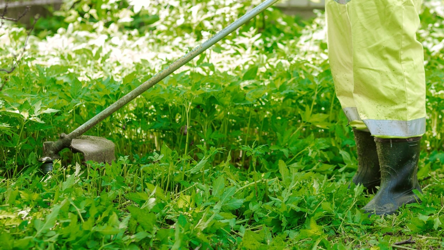 How Do You Get Rid of Goutweed?