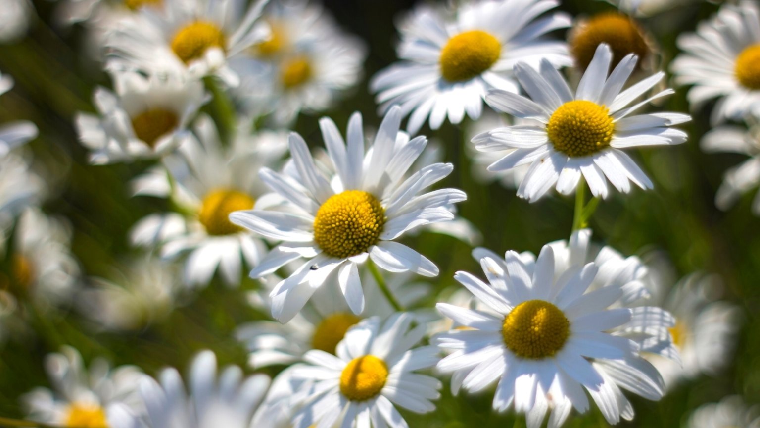 How to Plant, Grow, and Care for Oxeye Daisies