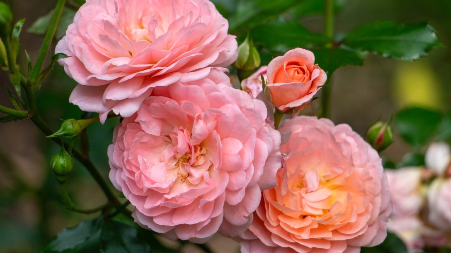 How to Plant, Grow, and Care for Floribunda Roses