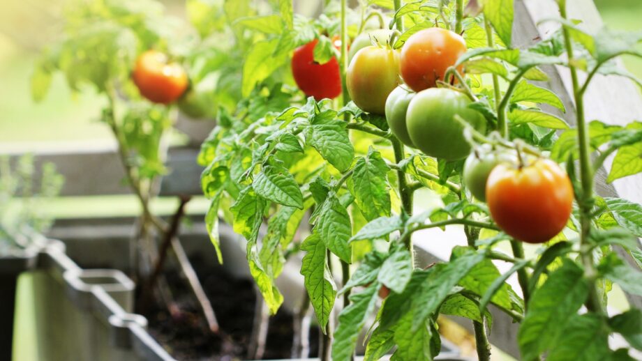 23 Creative Vegetable Garden Ideas