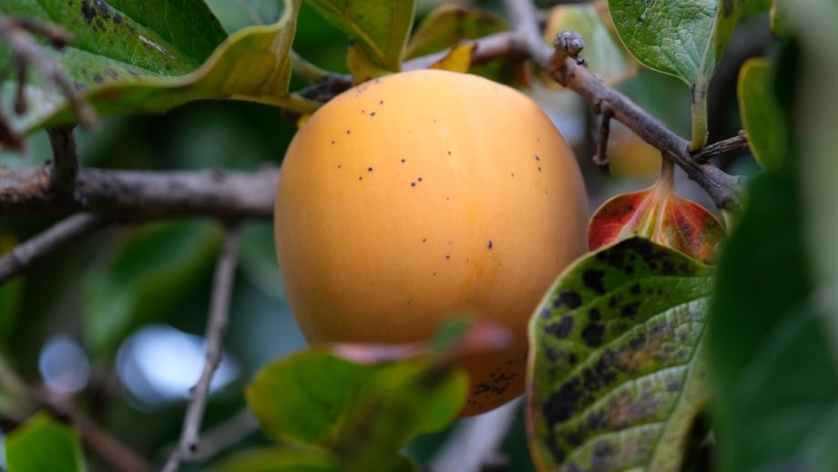 How to Plant, Grow, and Care For 'Fuyu' Persimmon How to Plant, Grow, and Care For 'Fuyu' Persimmon
