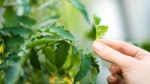 How to Pinch your Plants for Stronger Stems and More Flowers