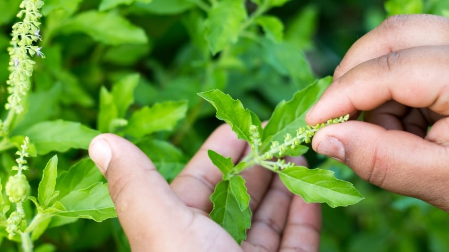 How to Pinch your Plants for Stronger Stems and More Flowers