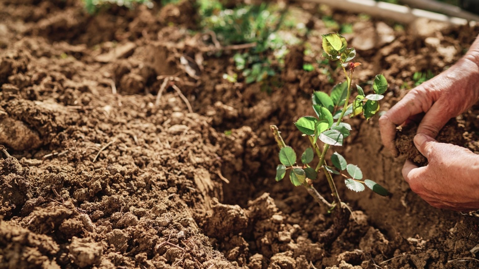 How to Plant, Grow, and Care for Madame Ernest Calvat Roses