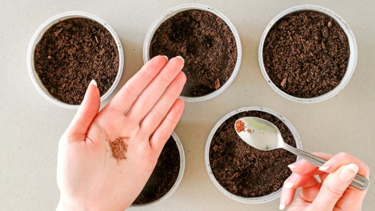 How to Grow Strawberries from Seed