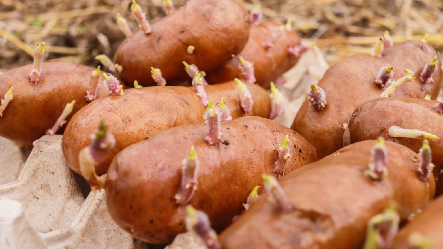 9 Tips for Planting Potatoes This Season