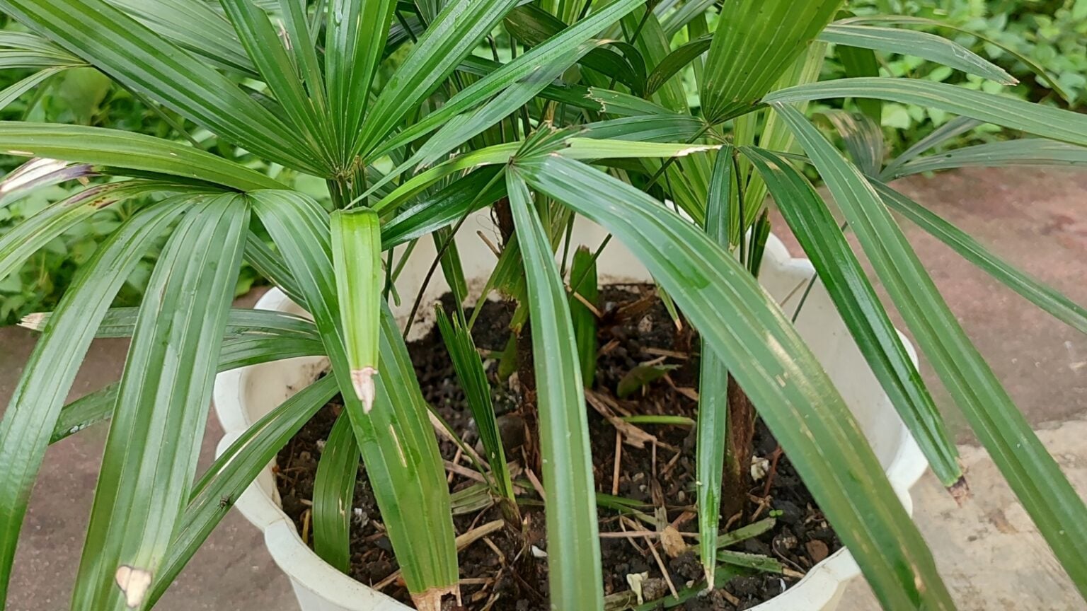 How to Plant, Grow, and Care for Lady Palm (Rhapis excelsa)