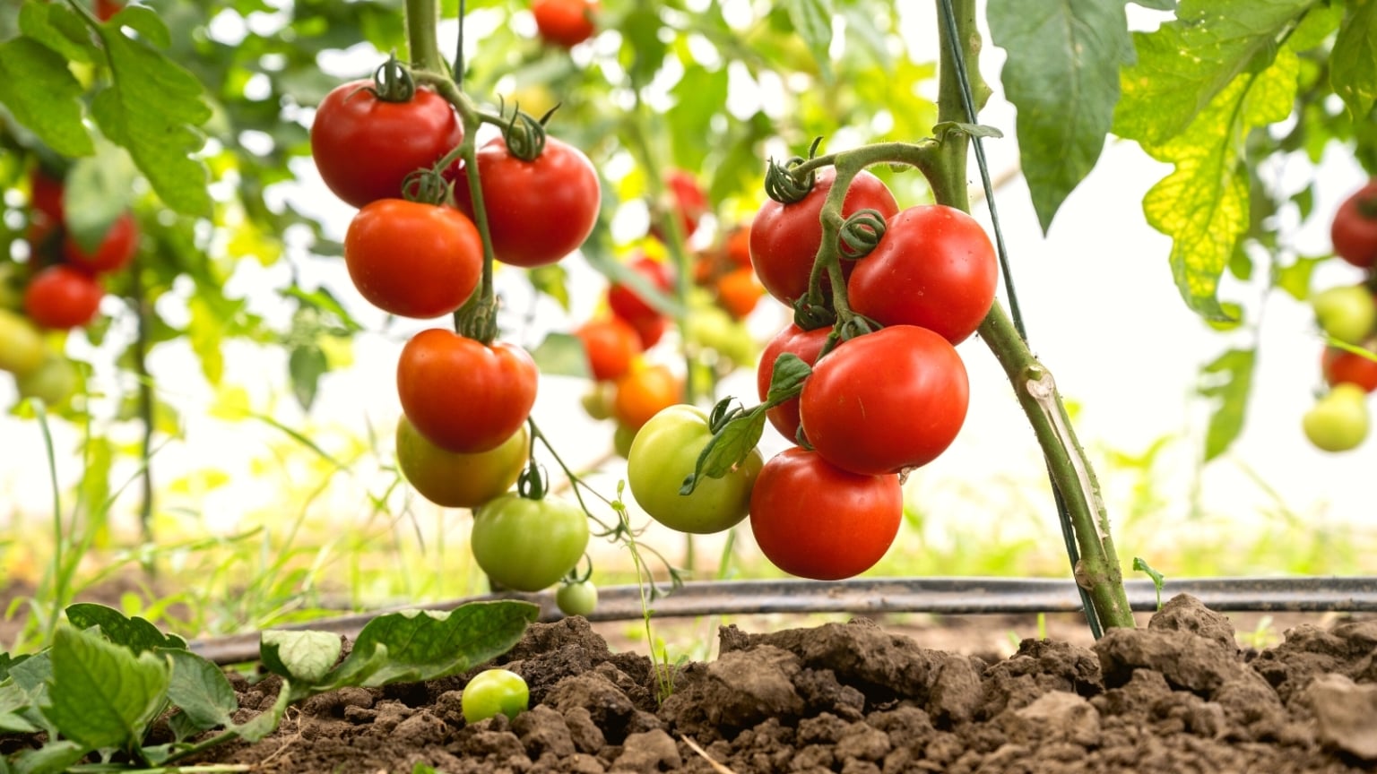How Do I Get My Tomato Plants to Produce More Tomatoes?
