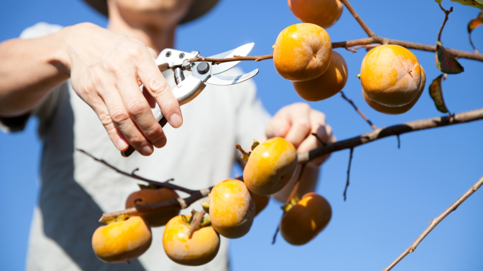 How to Plant, Grow, and Care For 'Fuyu' Persimmon