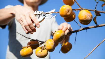How to Plant, Grow, and Care For 'Fuyu' Persimmon