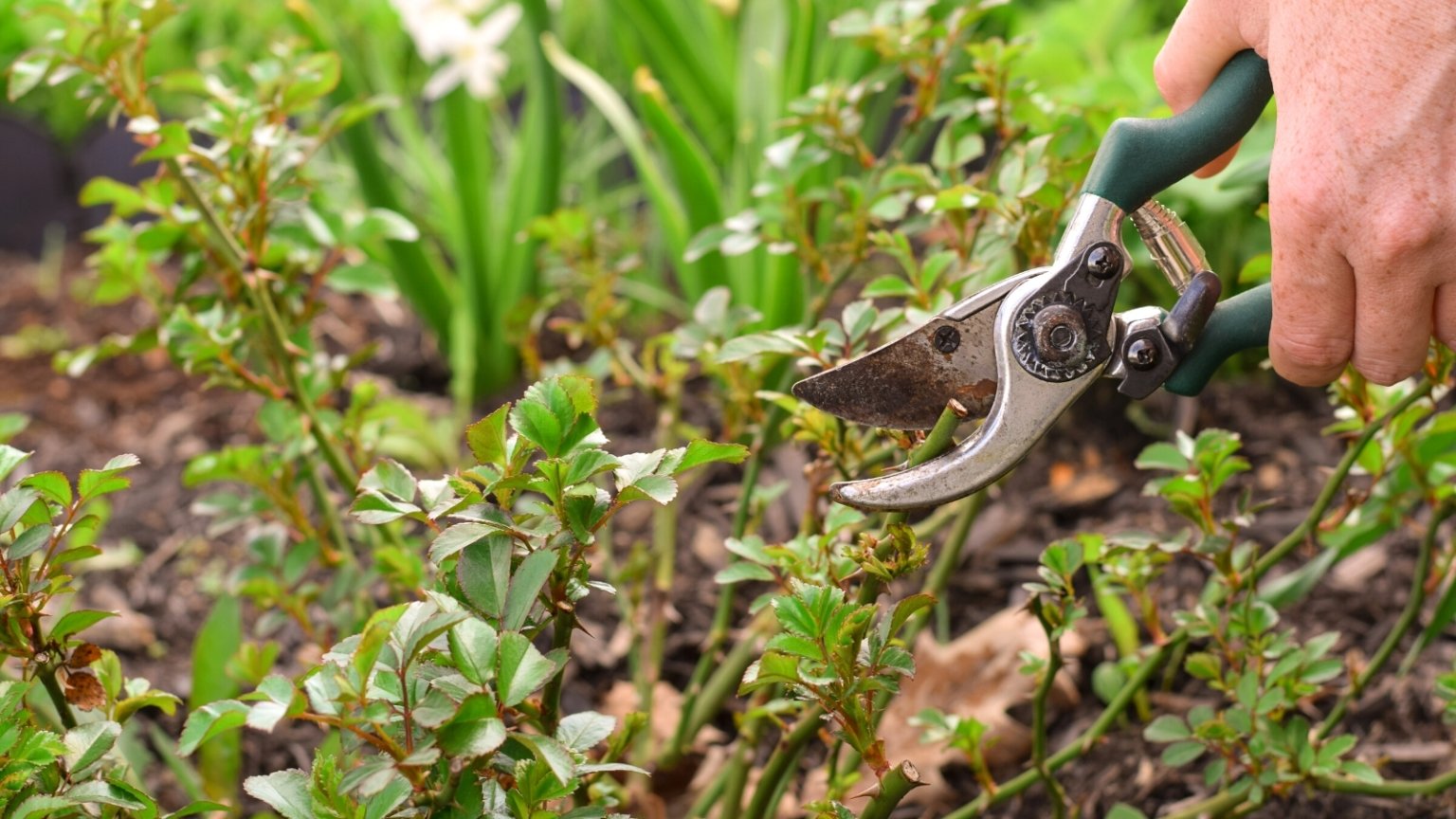 How to Plant, Grow, and Care for Floribunda Roses