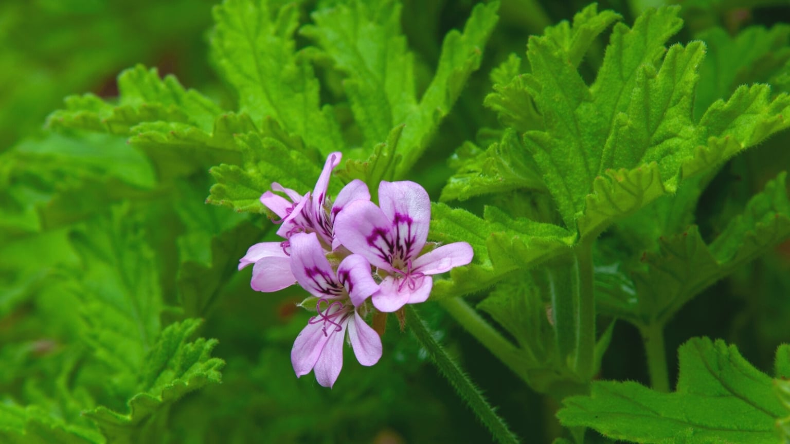 How to Plant, Grow, and Care for Scented-Leaved Geraniums