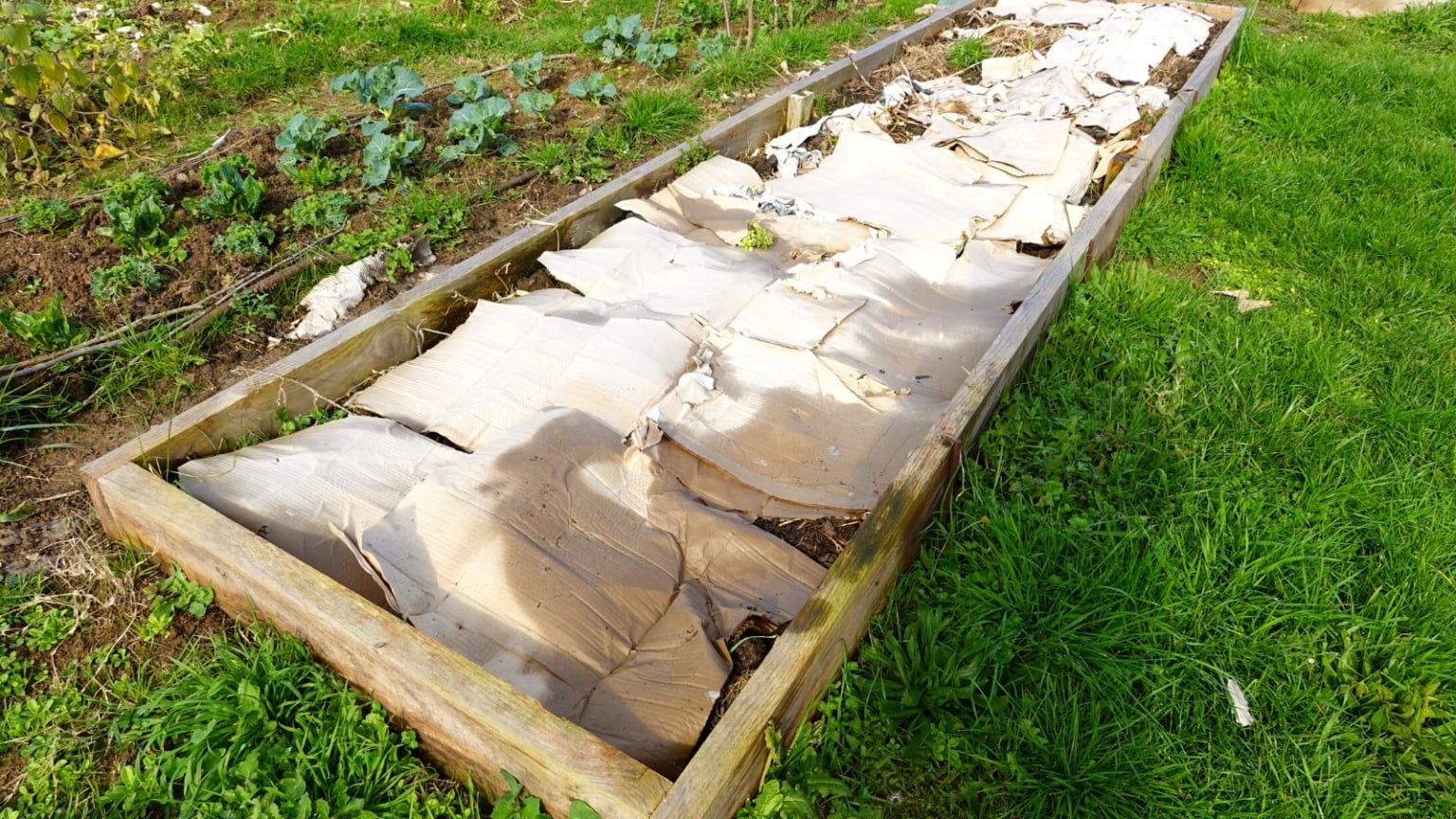 Is Cardboard Safe to Use in the Garden?
