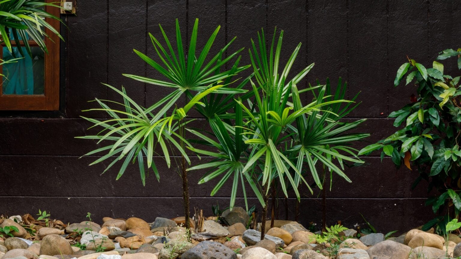 How to Plant, Grow, and Care for Lady Palm (Rhapis excelsa)