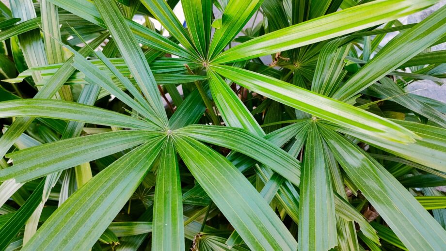 How to Plant, Grow, and Care for Lady Palm (Rhapis excelsa)