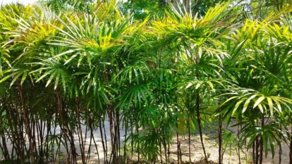 How to Plant, Grow, and Care for Lady Palm (Rhapis excelsa)