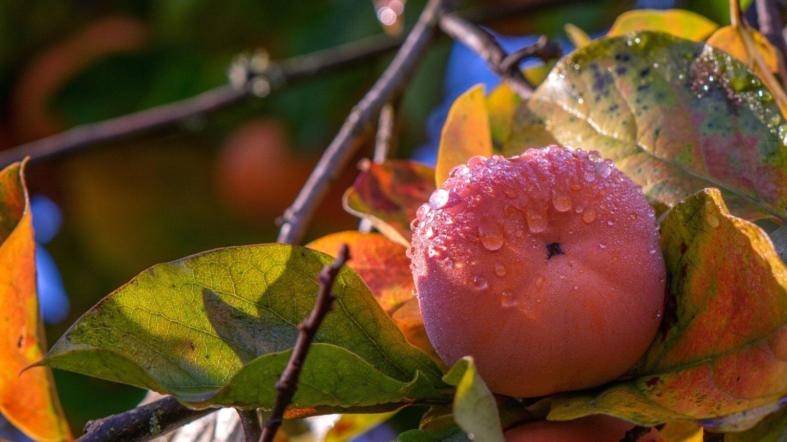 How to Plant, Grow, and Care For 'Fuyu' Persimmon