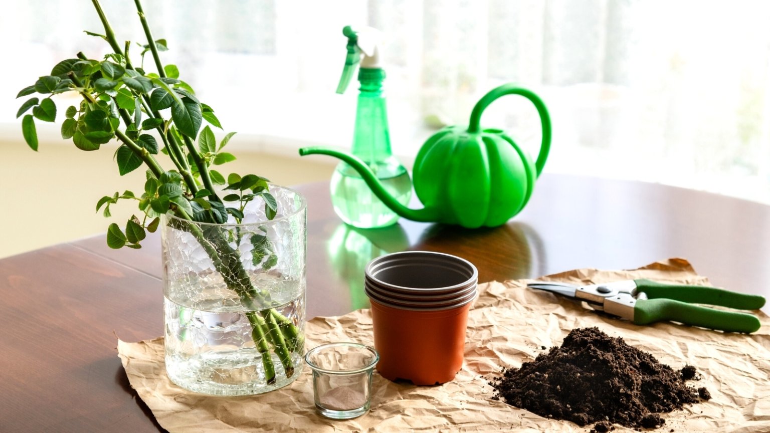 How to Plant, Grow, and Care for Floribunda Roses