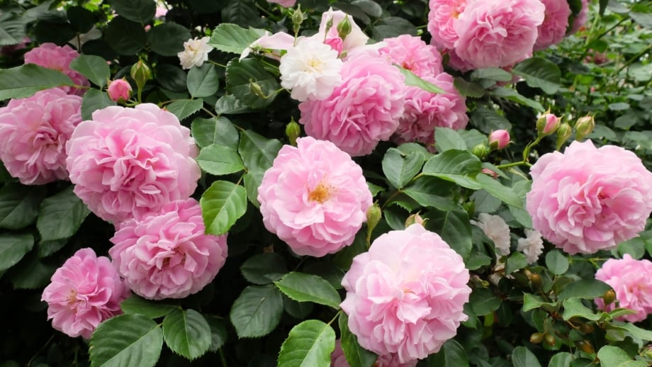 How to Plant, Grow, and Care for Madame Ernest Calvat Roses