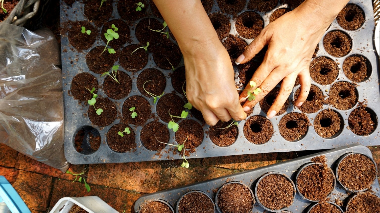 3 Seed-Starting Methods Compared: Which Technique is Best for You?