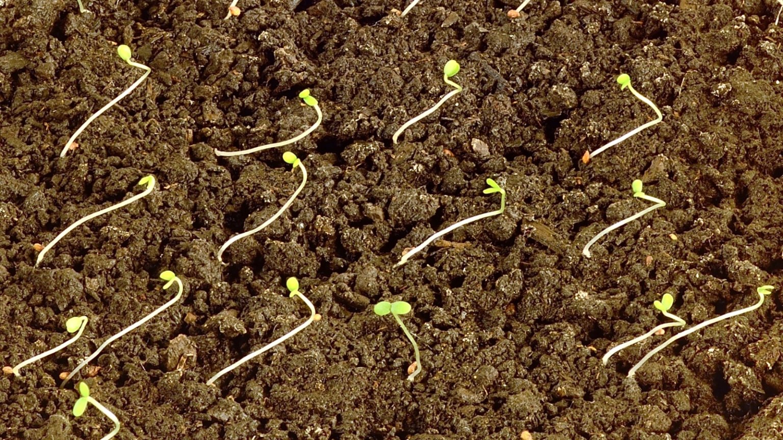 How to Grow Strawberries from Seed