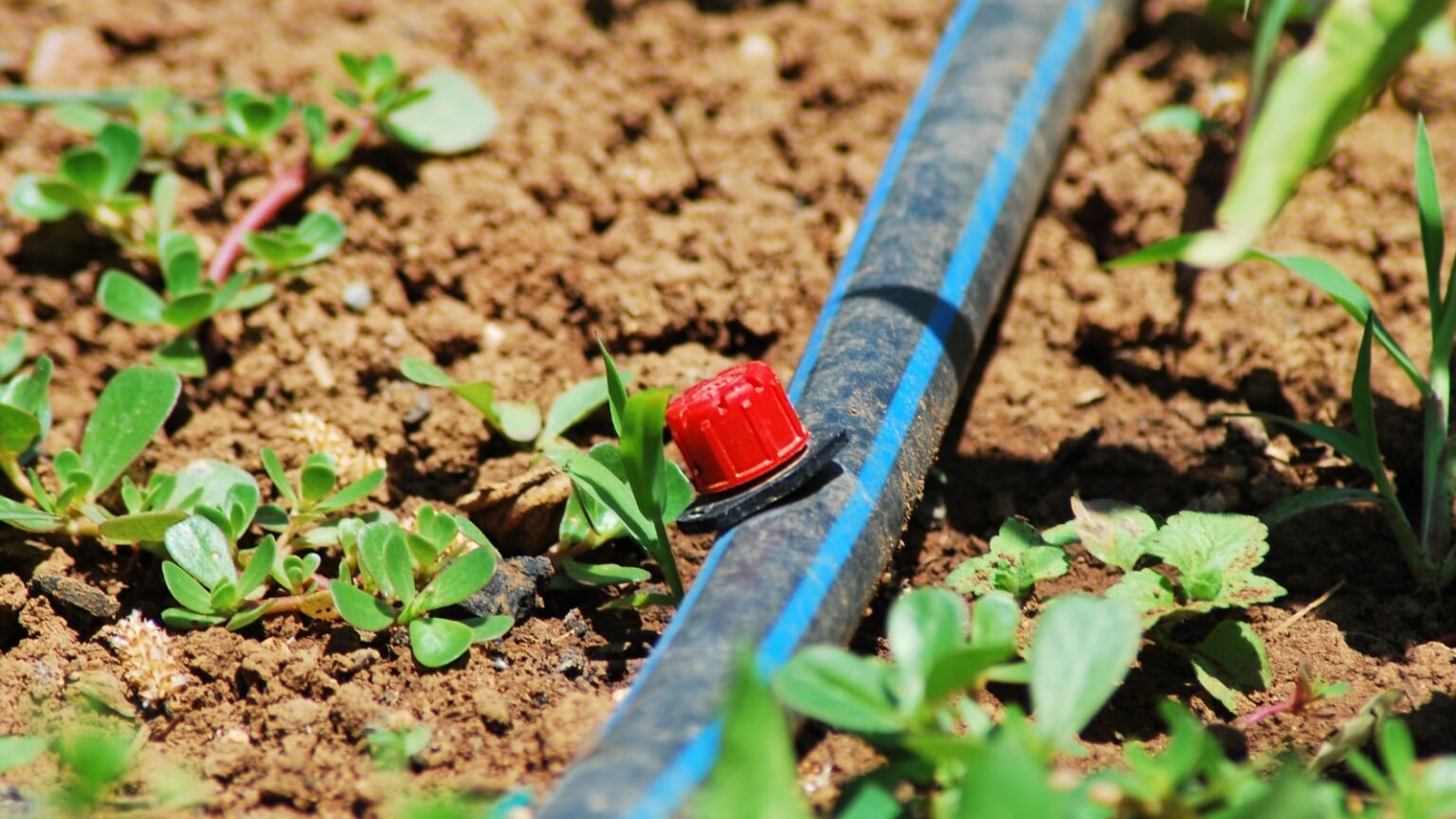 Irrigation Systems for Watering Raised Beds