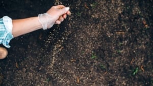 Chaos Gardening: How to Start a Carefree Garden