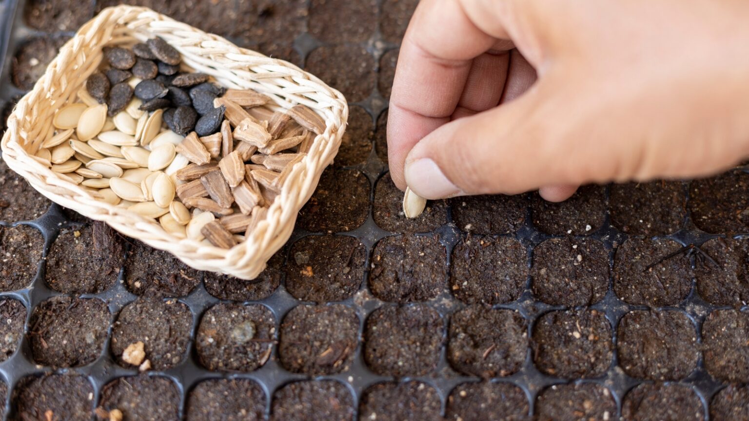 Seedlings Wilting? How to Control and Prevent Damping Off