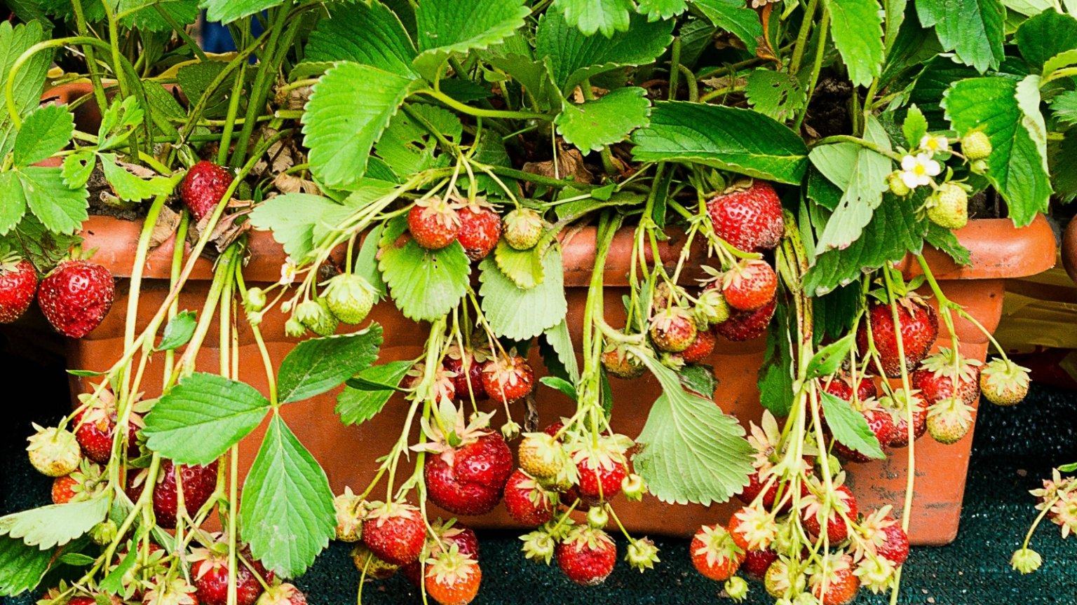 How to Grow Strawberries from Seed