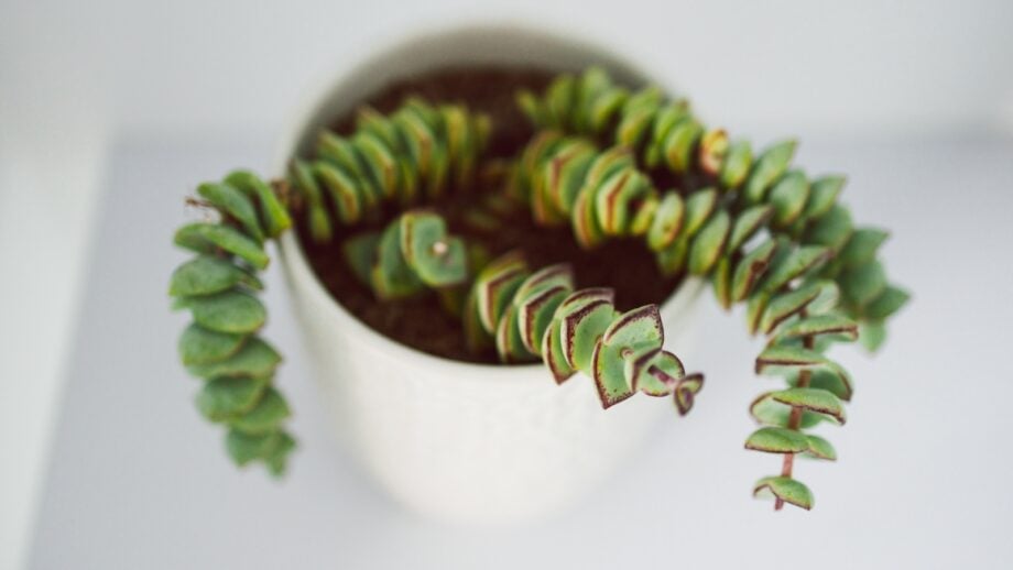 How to Plant, Grow, and Care for String of Buttons