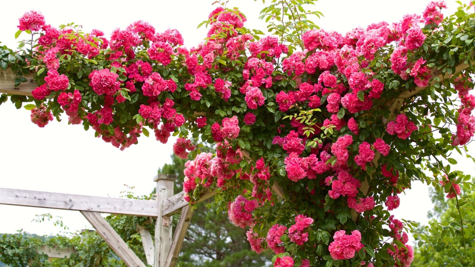 How to Train Climbing Roses