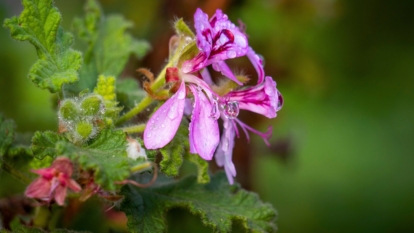 How to Overwinter Geraniums: 5 Pro Tips