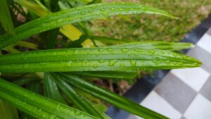 How to Plant, Grow, and Care for Lady Palm (Rhapis excelsa)
