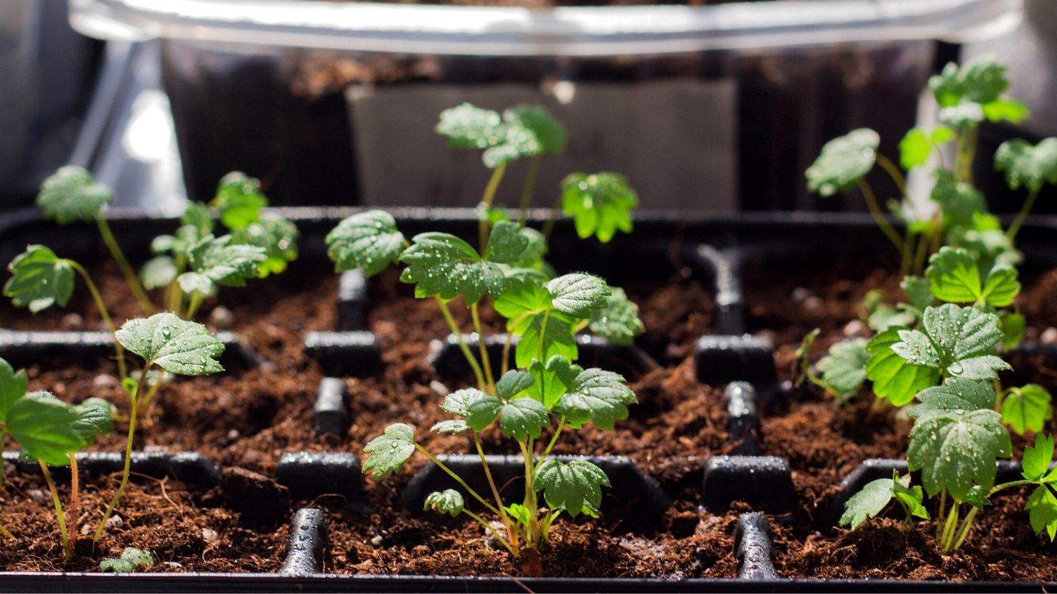 How to Grow Strawberries from Seed