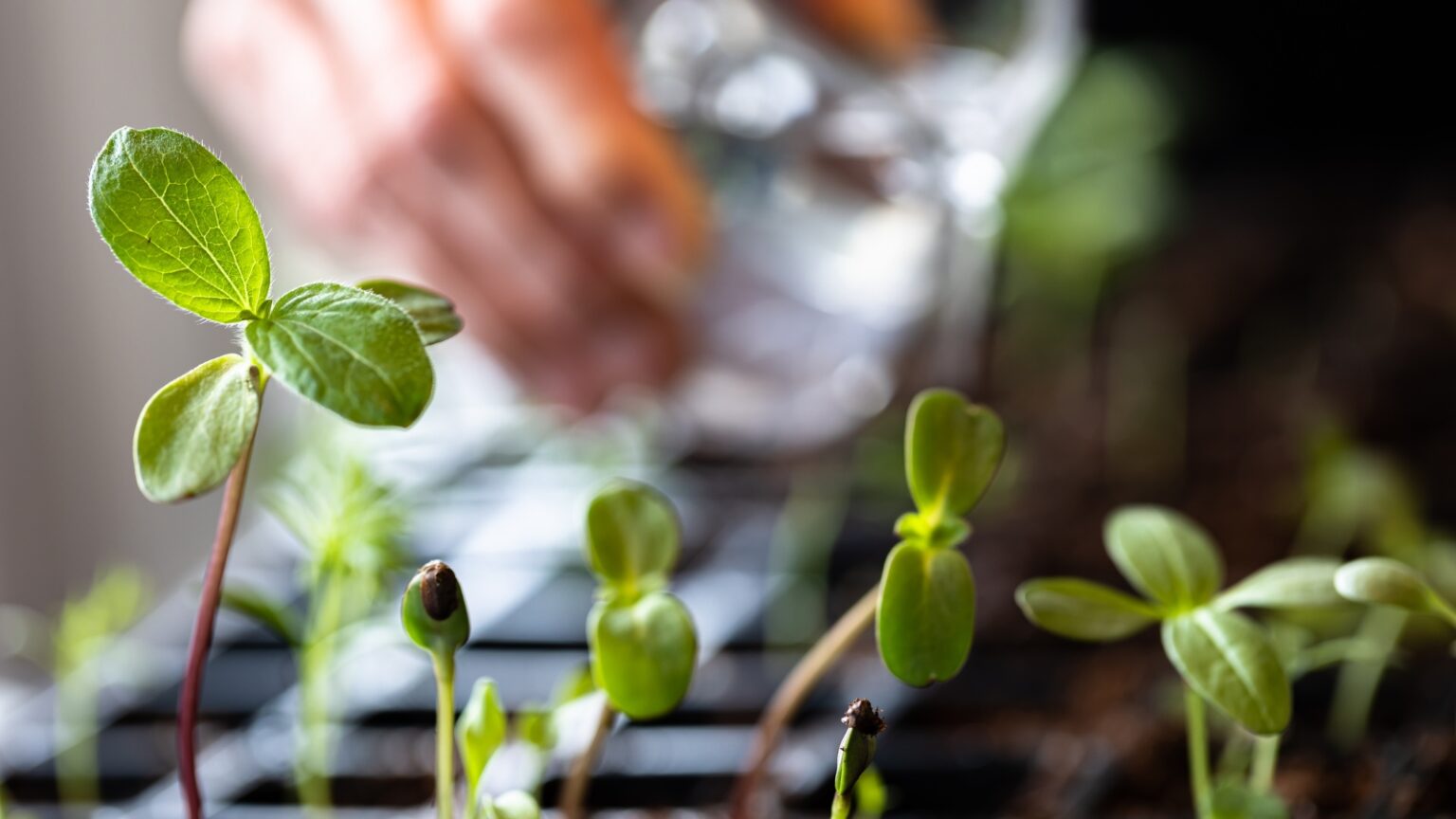 Seedlings Wilting? How to Control and Prevent Damping Off