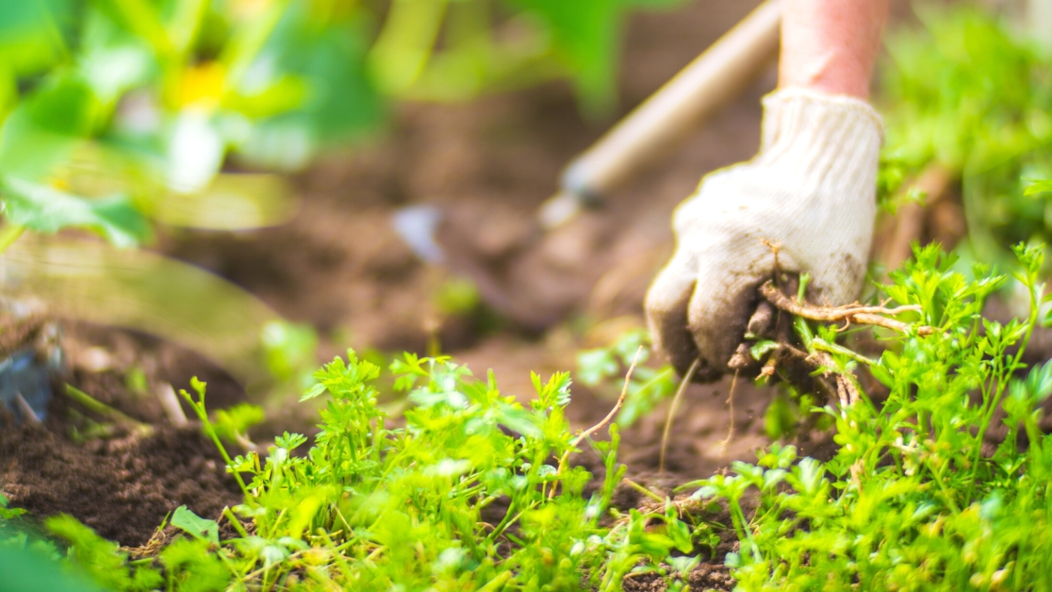 13 Gardening Tasks to Do in May