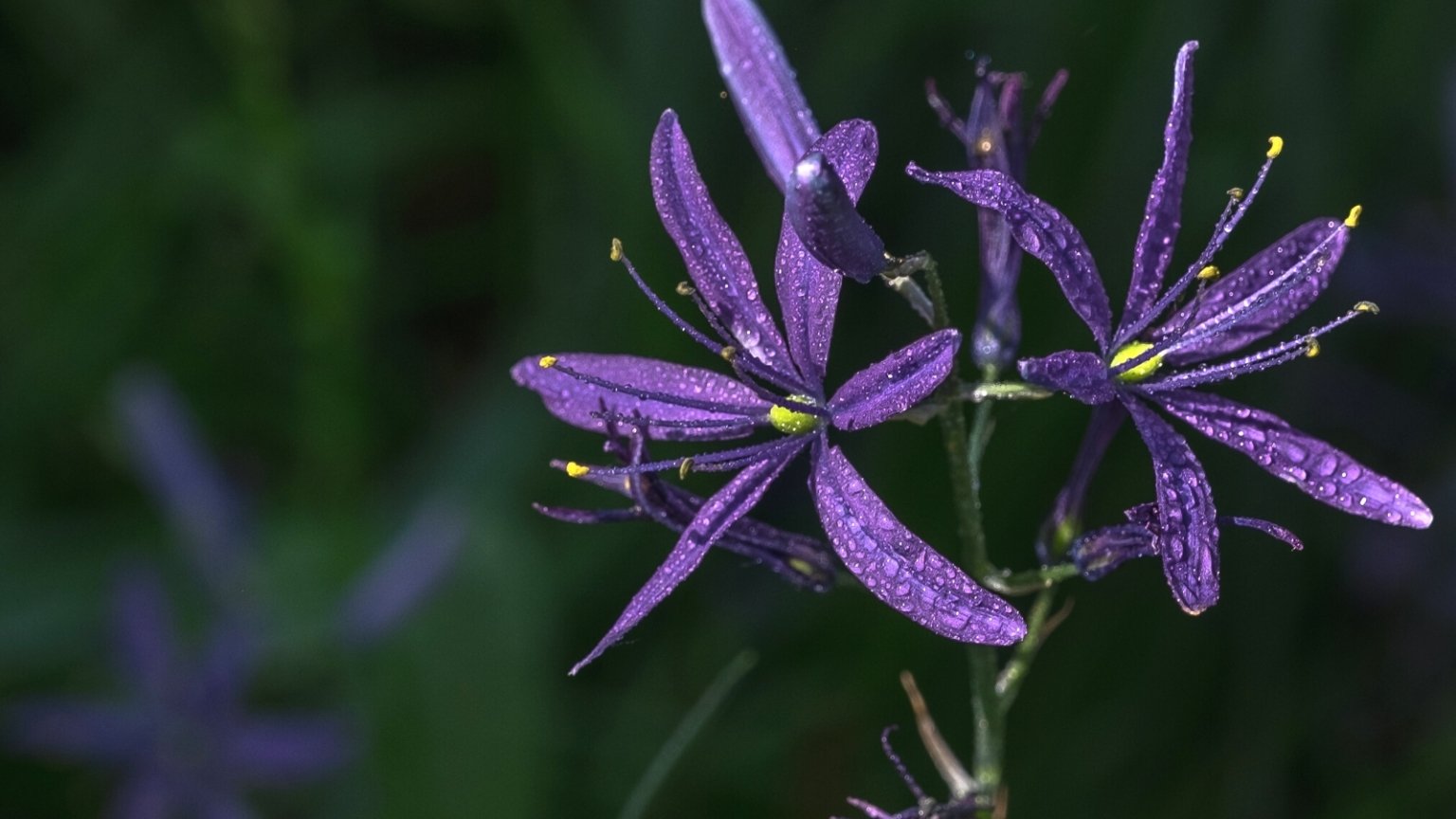 How to Plant, Grow, and Care for Camassia: Camas Flower Tips