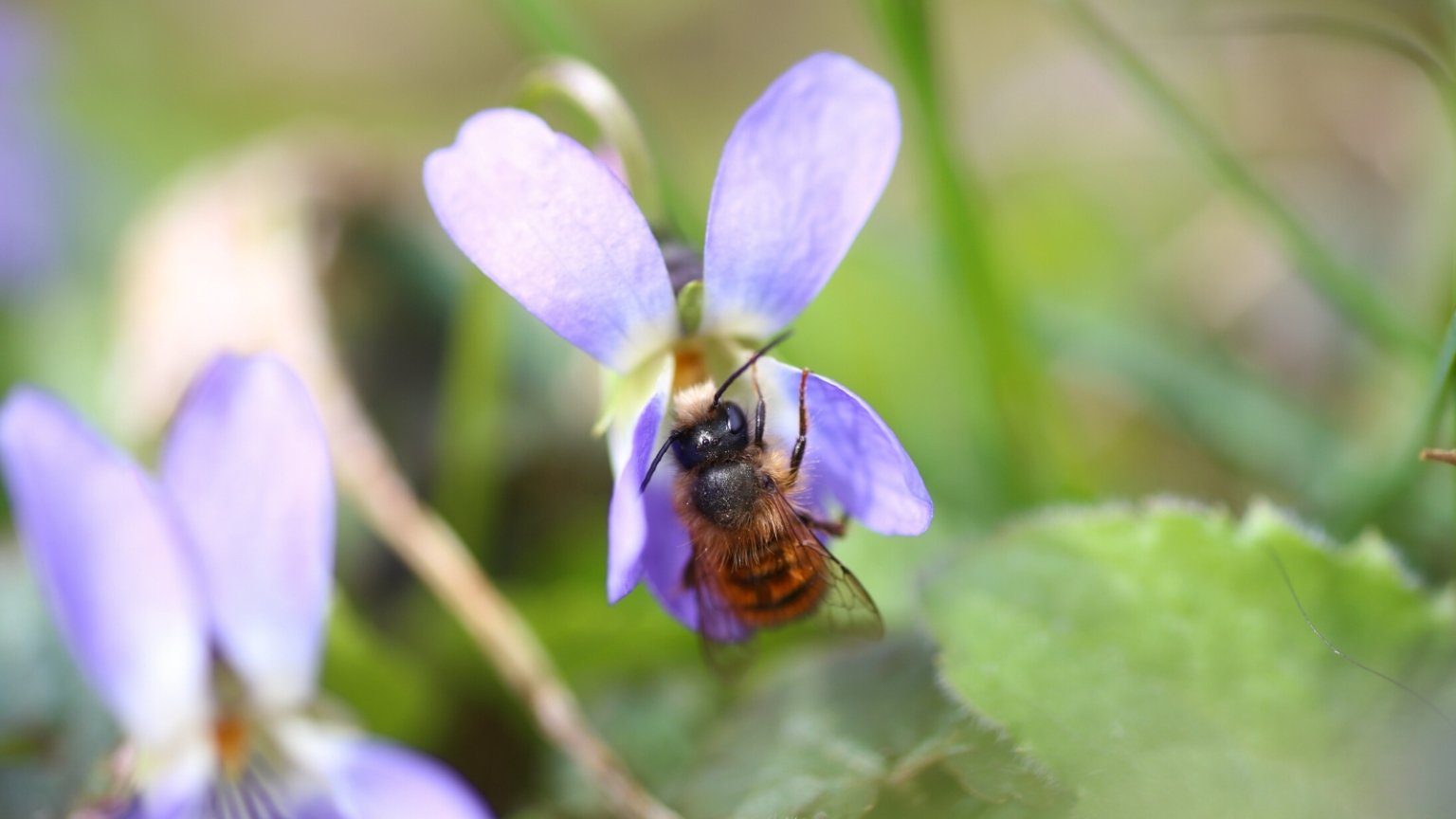 9 Reasons to Embrace the Wild Violets in Your Lawn
