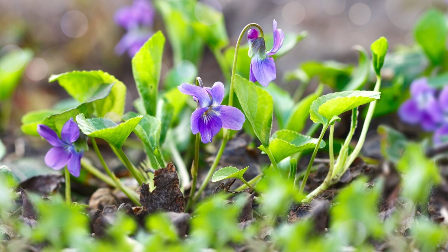 9 Reasons to Embrace the Wild Violets in Your Lawn