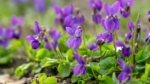9 Reasons to Embrace the Wild Violets in Your Lawn