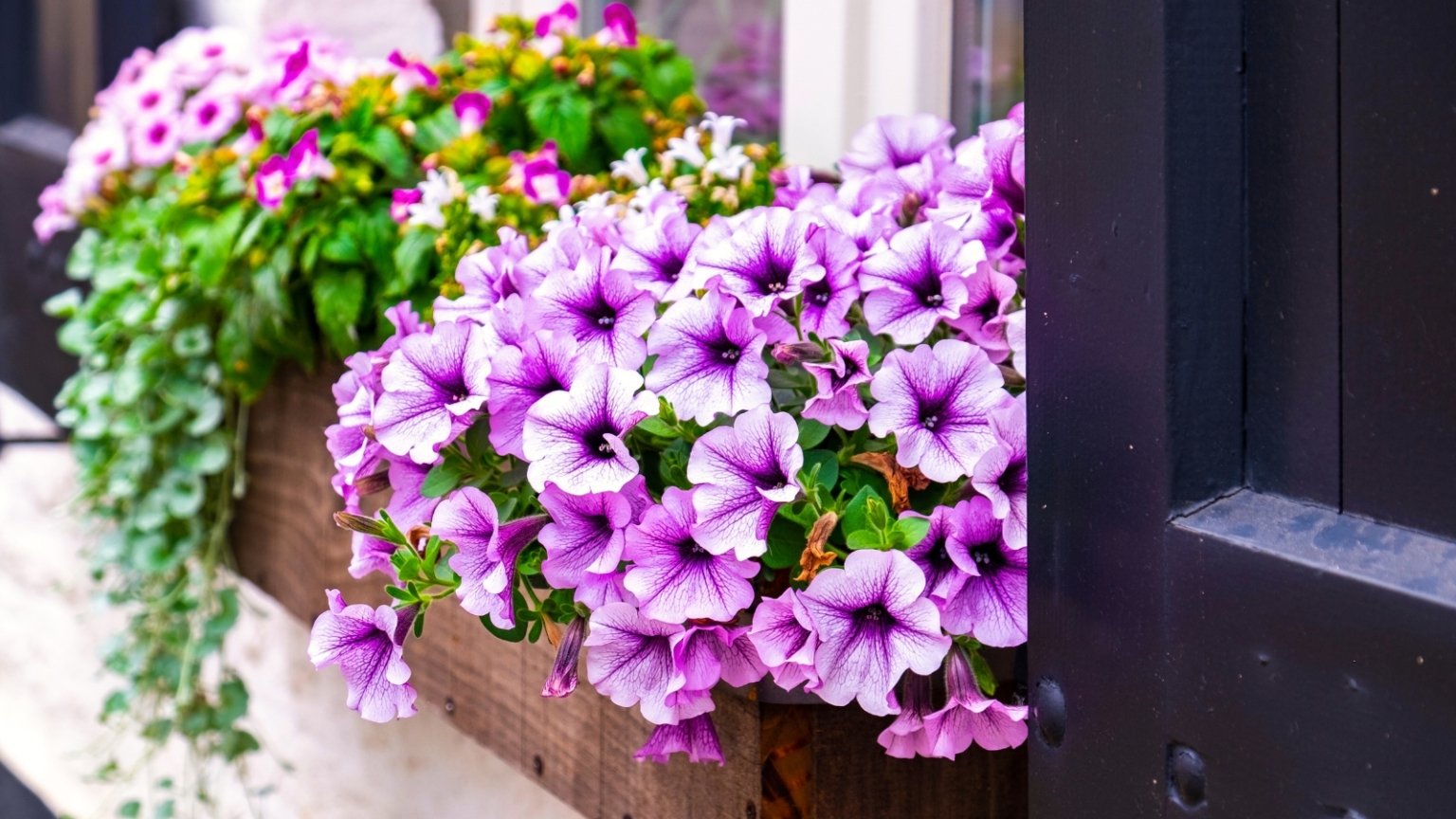 15 Stunning Window Box Flower Ideas