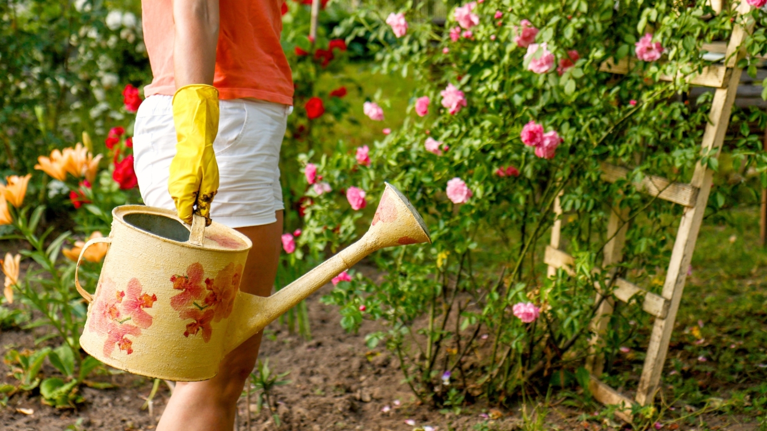 How to Plant, Grow, and Care for Madame Ernest Calvat Roses
