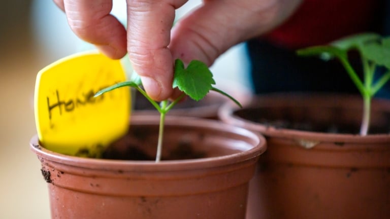 How to Pinch your Plants for Stronger Stems and More Flowers