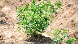 How to Plant, Grow, and Care for Indigo: The Plant World's Natural Blue Dye