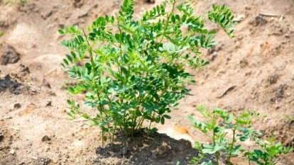 How to Plant, Grow, and Care for Indigo: The Plant World's Natural Blue Dye