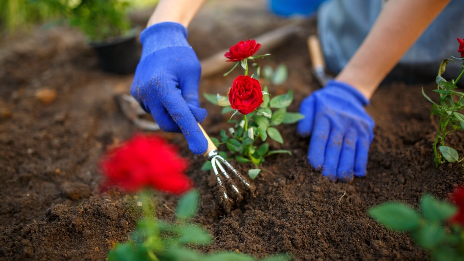 How to Plant, Grow, and Care for Floribunda Roses
